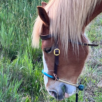 Handmade Bosal Set, 40 Plaits Rawhide Natural Bosal Set, Bosal Set ...