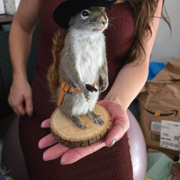 Taxidermy, a Pair, of X - X Mating Stoat or Long-tailed Weasels ...