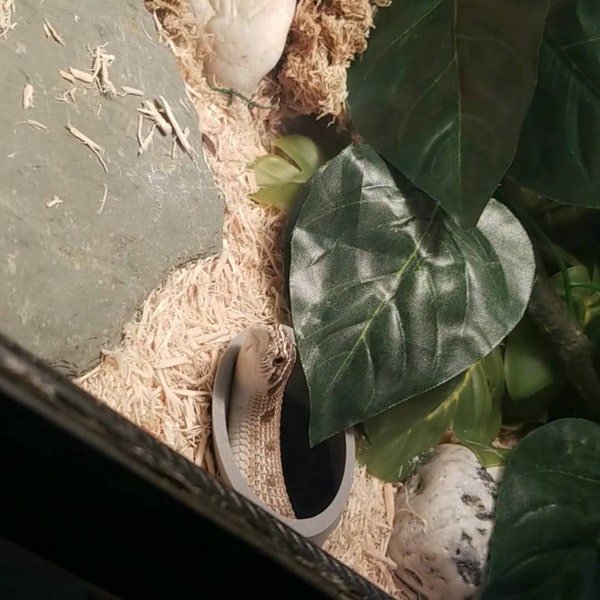 MEDIUM Hoggy Hide. Burrow Hide. Snake Hide for Western Hognose ...