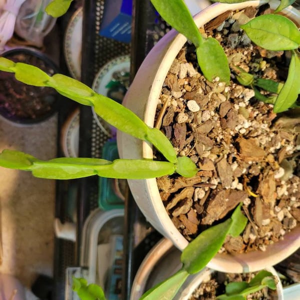 German Empress Epiphyllum 1 Cutting disocactus Phyllanthoides 6 8 ...