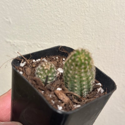 Hildewintera Colademononis Monkey Tail Cactus Seeds Super Furry Hybrid ...