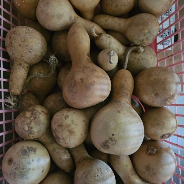 15 Quality Mini Pear Gourds ( Cleaned and Dried ) - Etsy