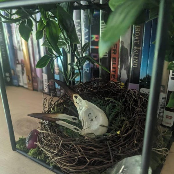 Rook Crow Skull Natural Corvus Frugilegus Corvid Taxidermy Gothic Curo ...