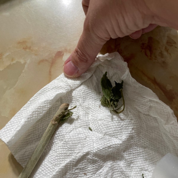 25 Four O'clock 'salmon Sunset' Mirabilis Jalapa Seeds "salmon Pink ...