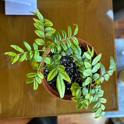 Bel Patta / Bael Patra / Bilva Bel Leaf Aegle Marmelos Plants Healthy ...