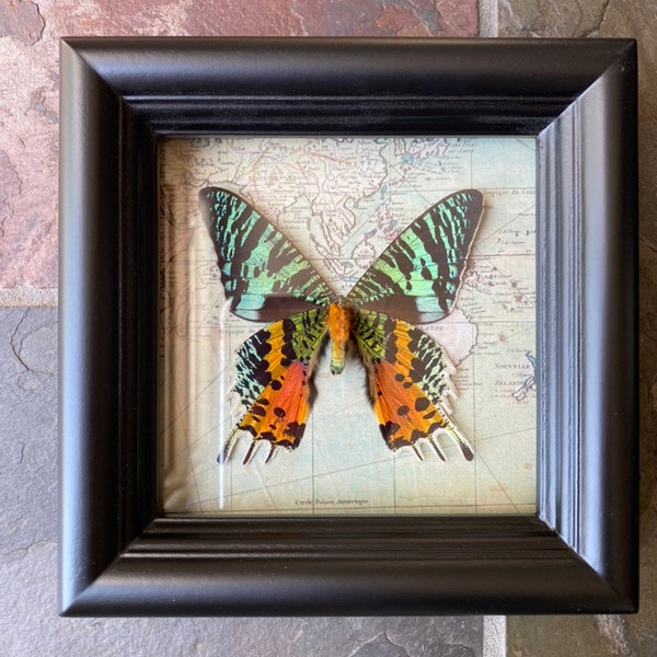 Real Framed Sunset Moth on a Map | Sunset Moth Framed Display | Insect ...