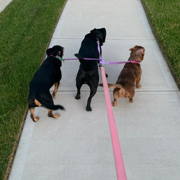 Three Way Dog Coupler Splitter Leash 25 Nylon Colors, Many Sizes - Etsy