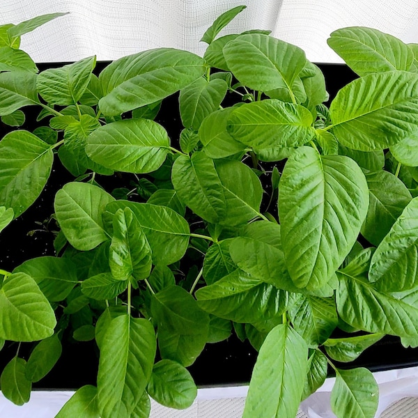 Jamaican Callaloo Seeds - Etsy