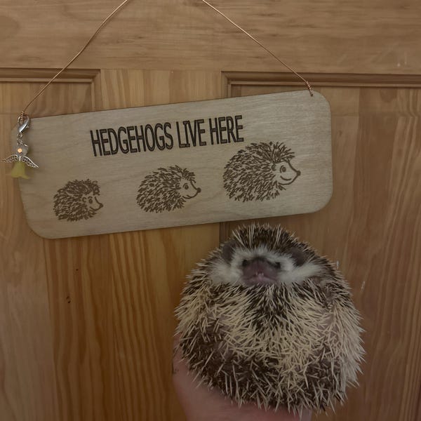Hedgehog “welcome” Wood Sign. Original Art , Hand Painted. A Donation ...