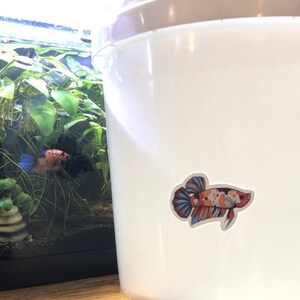 Grumpy Veiltail Betta Fish Sticker Red Blue Green glossy - Etsy