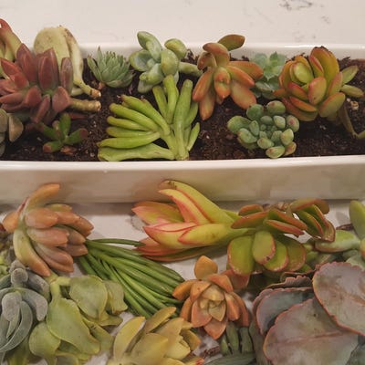 Live Succulent Arrangement in Two-tone Ceramic Bowl, Succulent Planter ...