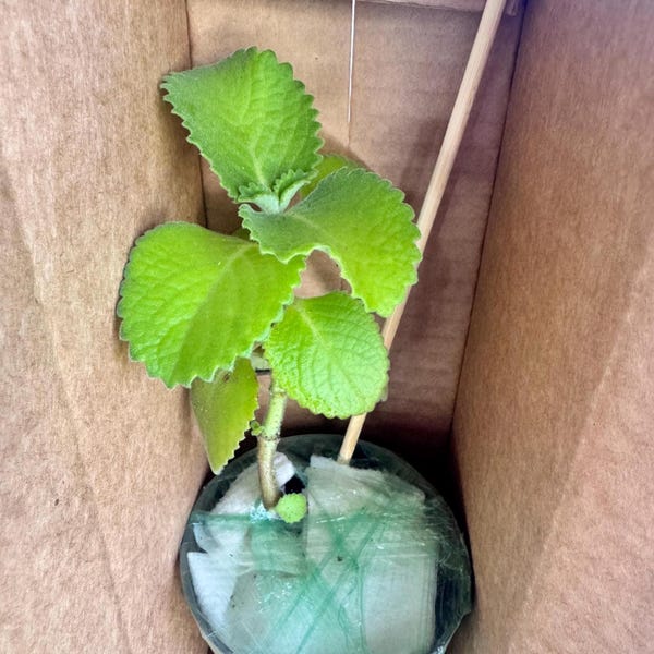 Pina Colada Mango Tree - Live Plant Ships Within a Week!!! No Shipping ...