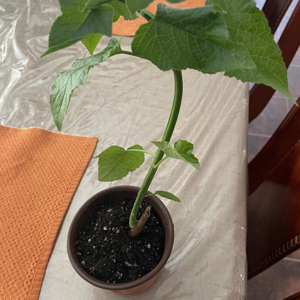 Mexican Feather Grass - Delicate, Wispy Ornamental Grass - 8 Inch ...