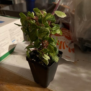 Begonia monica | Etsy