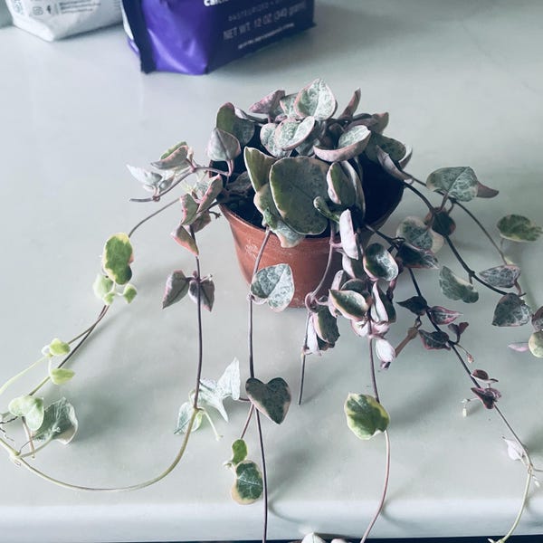 String of Turtles, 4 Inch Hanging Basket, Peperomia Prostrata, Turtle ...