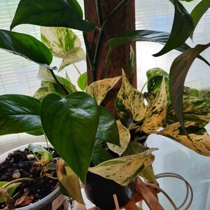 Aglaonema 'bamboo' Sp. Variegated Chinese Evergreen Live Indoor ...