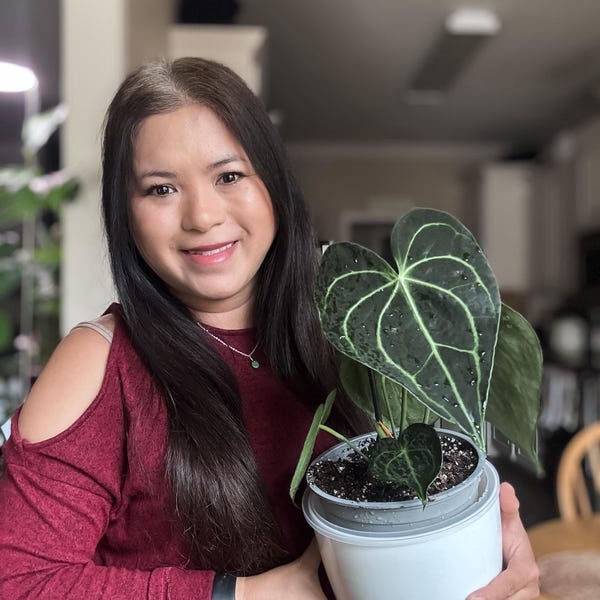 Hoya Cv. Chouke Full & Trailing Live Plant in 4 Hanging Basket - Etsy