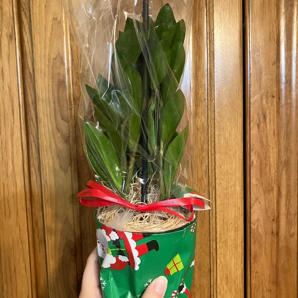 FOSTER 4-pack LIVE 4 Inch Kalanchoe, Blooming Houseplant, Gardening ...