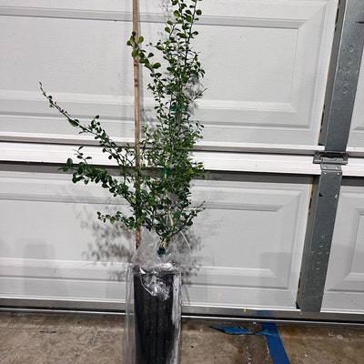 Australian Red Pulp Finger Lime Tree Please Read in Full - Etsy