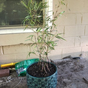Sunset Glow Bamboo, Fargesia Rufa Clumping Plant, Cold Hardy, Fast ...