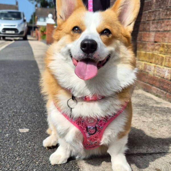 Adjustable Dog Harness for Extra Small Puppies to Large Dogs ...