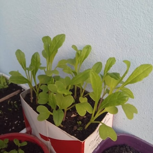 Grow Baggie Ready to Go Fast Germination Seed Kit Includes Organic ...