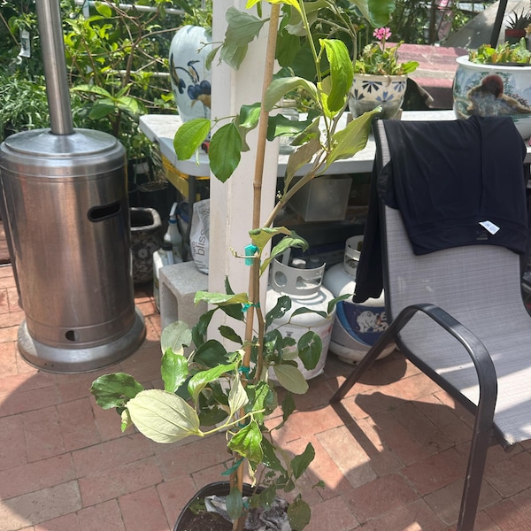 Thai Jujube - Grafted Tree -3 Feet Tall - Ship in 3gal Pot - Etsy