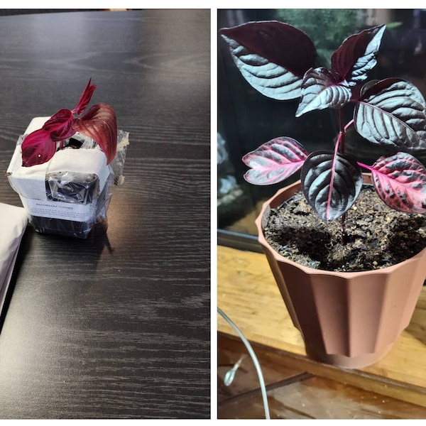 SUPER SALE - Bloodleaf Iresine RED Houseplants Live Plant in Pot Indoor ...