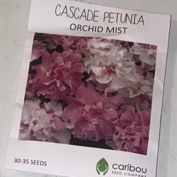 PERENNIAL Hollyhock CHATER'S Double Triumph Mix 20 Seeds Althea Rosea ...