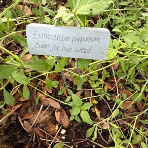 Prairie Ninebark (physocarpus Opulifolius) Starter Shrub - Etsy