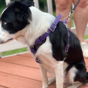 Redline K9 Dominant Dog Collar - Etsy