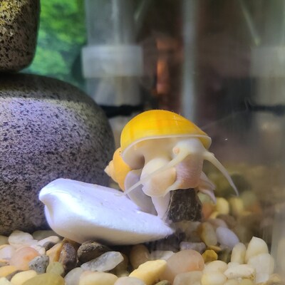 Super Snello 8oz, Aquatic Snail Food, Dehydrated, Snail Jello, Mystery ...
