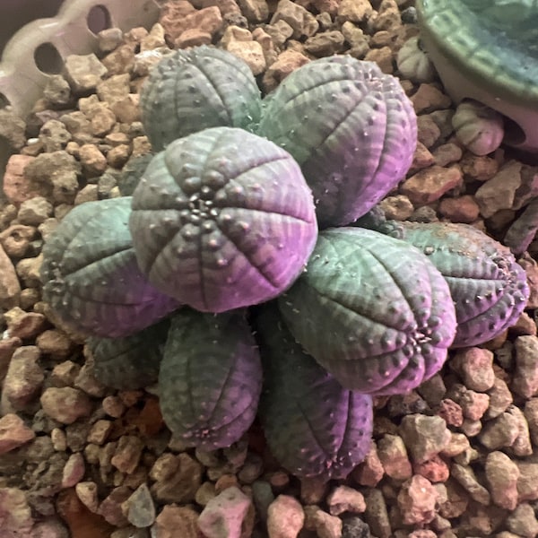 Rare Euphorbia, Euphorbia Obesa Small Cluster, Live Plant - Etsy