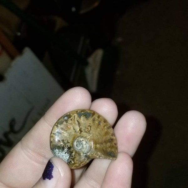 Ammonite Crystal Shell (1) Raw Crystal Fossil ONE Ammonite Fossil ...