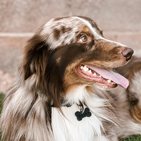 Name Tags for Pets, Polymer Clay Tag, Silent ID Tag, Personalized Dog ...