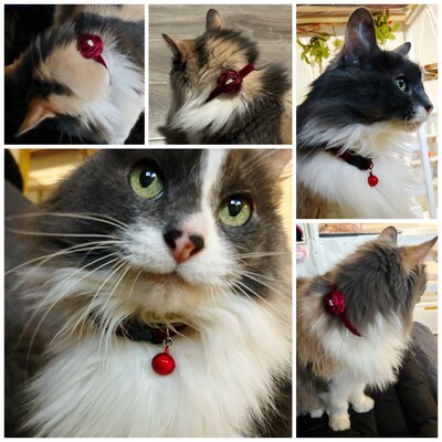 Princess Cat Collarrhinestone Cat Collarlight Blue Velvet - Etsy