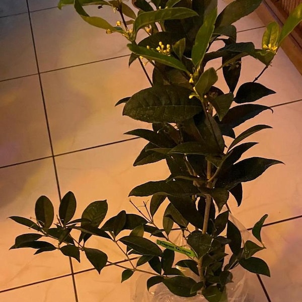 Fragrant Princess Dwarf Tea Olive ( 'kaori Hime' Osmanthus ) - Live ...