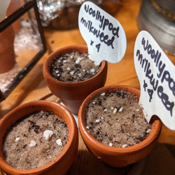 Asclepias Eriocarpa | Indian Kotolo Milkweed | Woollypod | 10_seeds - Etsy