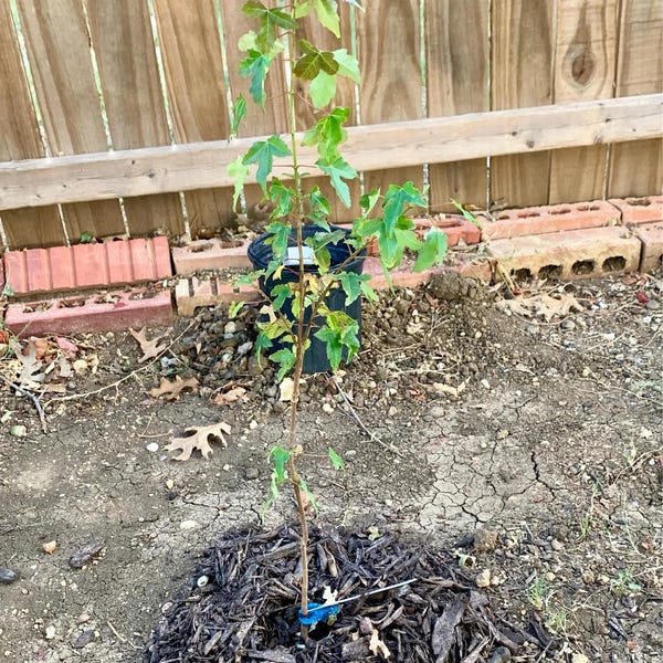 Japanese Maple 'crimson Queen' Acer Palmatum Dissectum Live Grafted ...