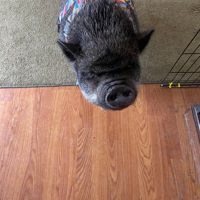 Cotton Mini Pig Harness You Choose Fabric - Etsy