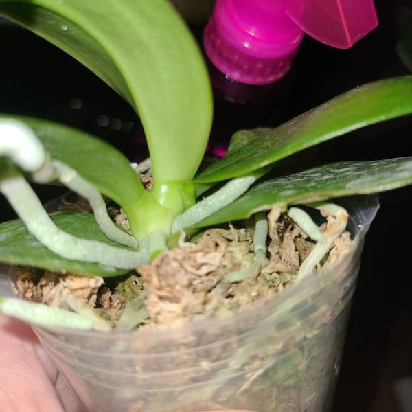 In Spike! Phal. Violacea Var. Indigo 'blue Diamond', Bluish Color and ...