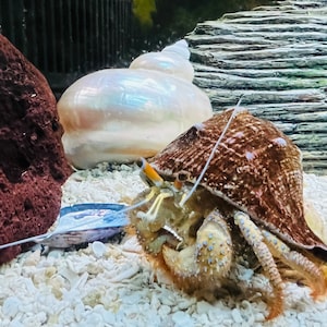 Dove Shells Dotted Tiny Shells 3/8 1/2 Inch 1/4 Cup - Etsy