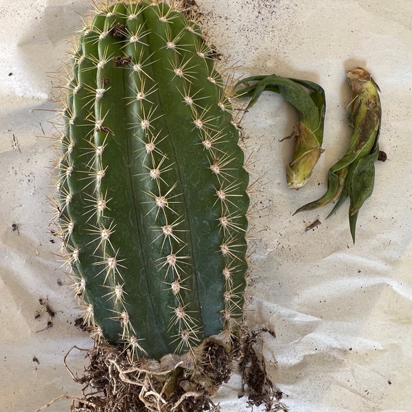 Trichocereus Coral Glow Cactus: Salmon Pink Flower, Hardy Live Plant - Etsy