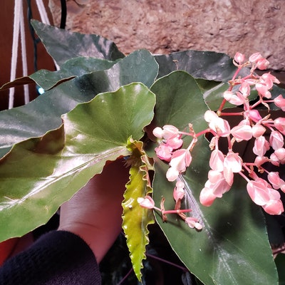 Angelwing Begonia 'torch' - Etsy