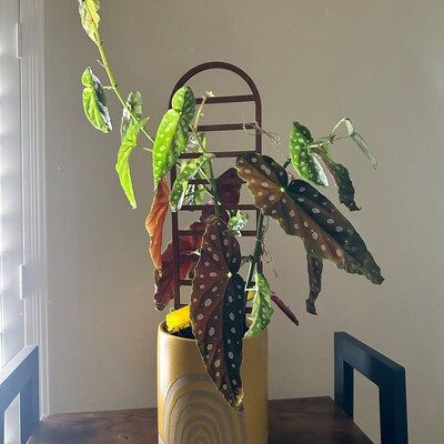 Ladder Arch Indoor Plant Trellis 3 Sizes for 2-6 Pots Mini & Small Wood ...
