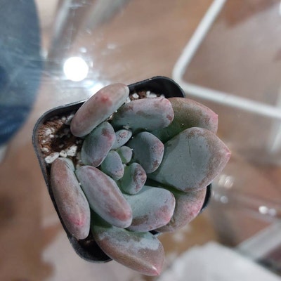 Blue Succulents Witchford Lithops Seeds, Cactus Seeds, 100pcs/pack - Etsy