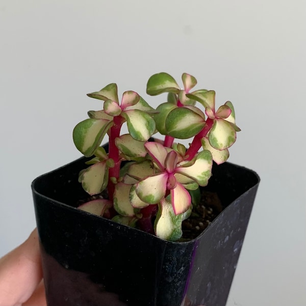 Rare Variegated Pink Elephant Bush, Portulacaria Afra Variegata Live ...