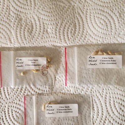 Seeds. Very Rare: PINK Kiwi Fruit Huge Producer 'pink Lady' Long Vines ...