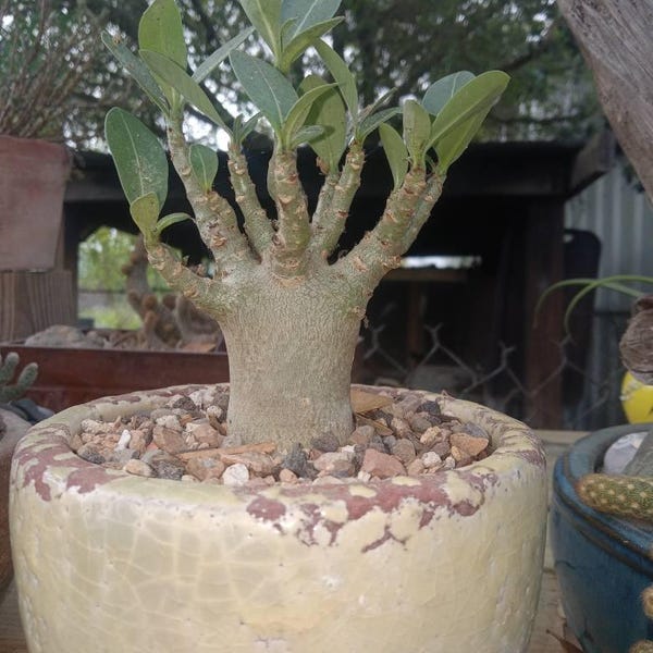 Rare Adenium Godzilla Caudex, Succulent for Your Collection - Etsy