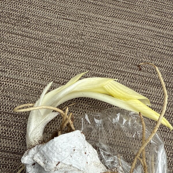 Mini Mighty Mouse Perennial Hosta. Super Cute. Starter Perennial Loves ...